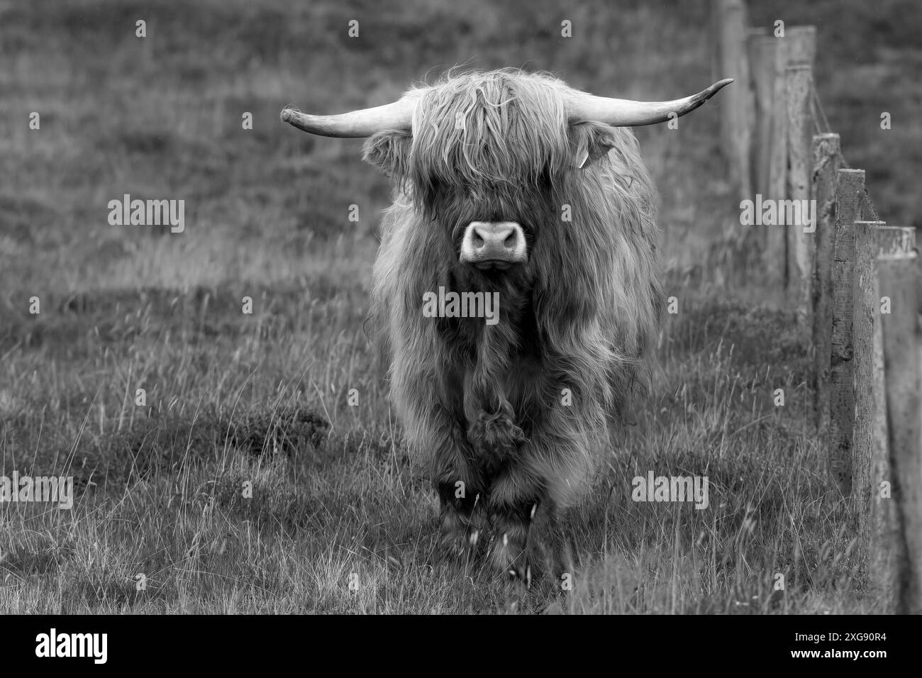 Shetland cattle Banque d'images noir et blanc - Alamy