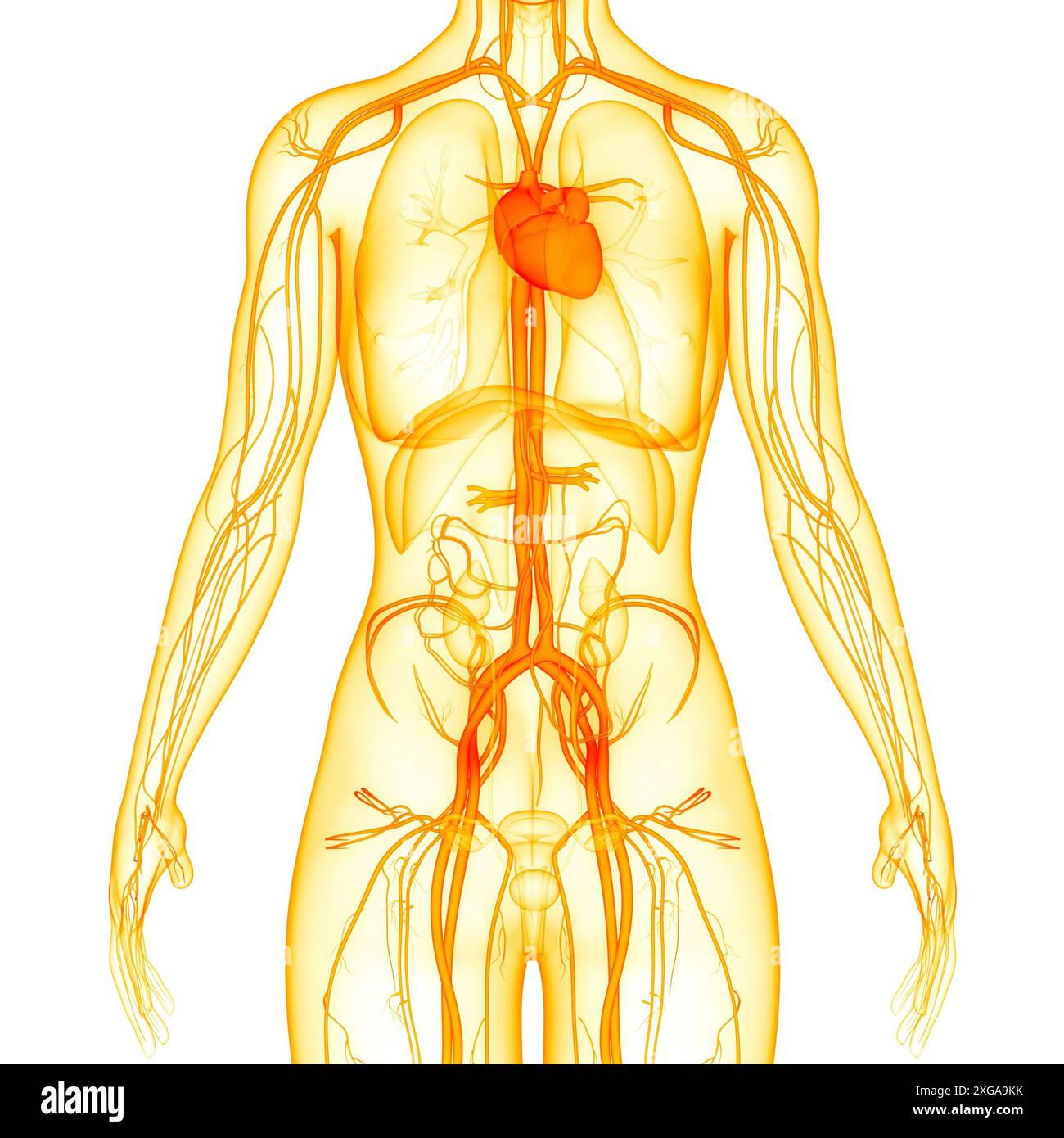 Système circulatoire humain Banque de photographies et d’images à haute ...