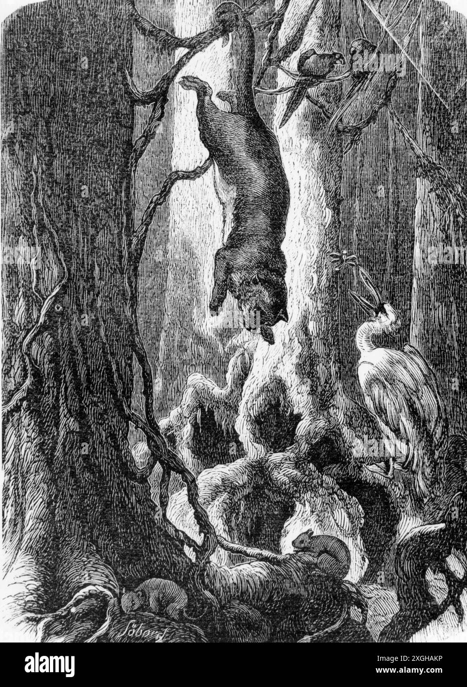 African clawless otter aonyx capensis Banque de photographies et d ...