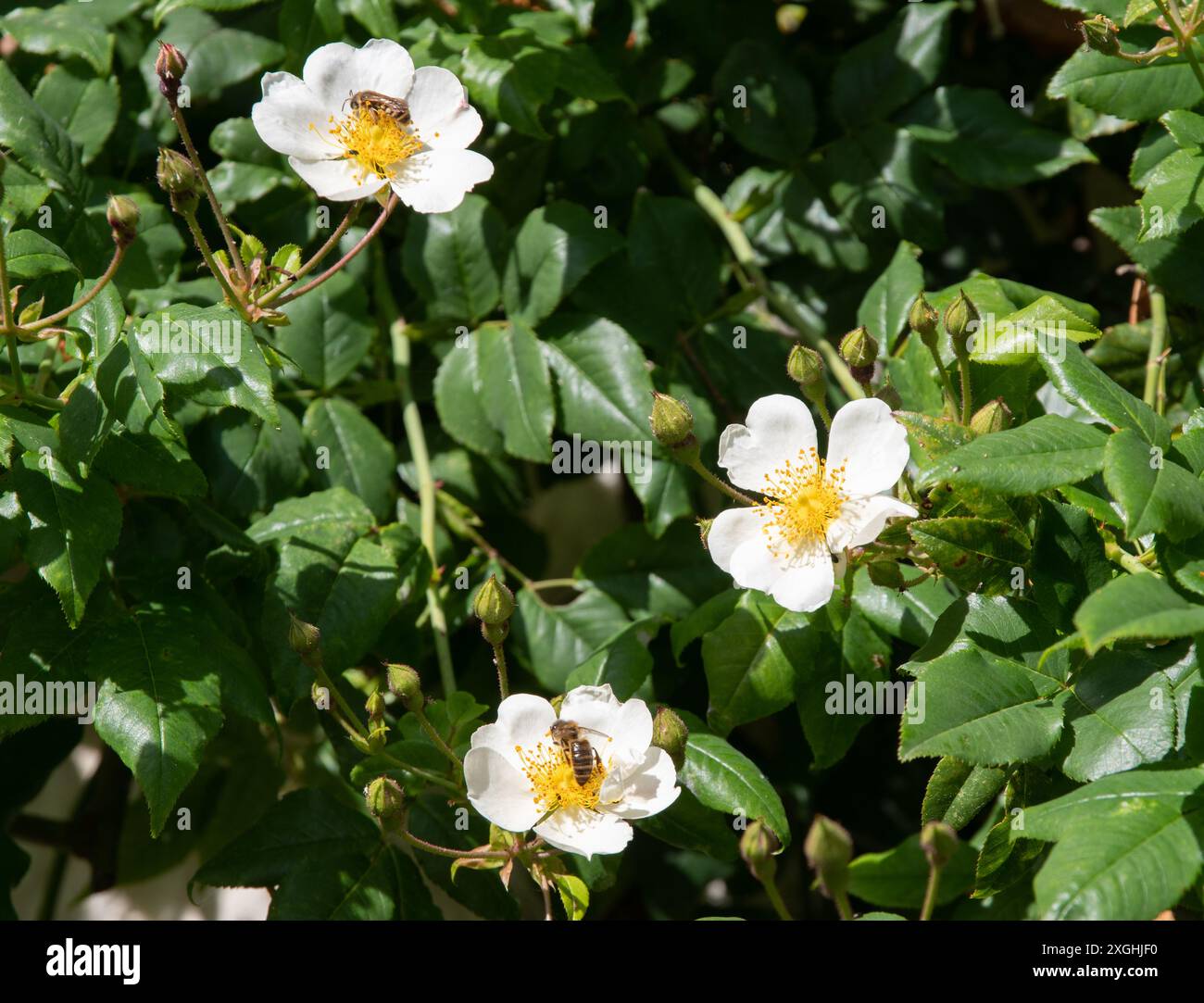 Rosa sempervirens evergreen rose Banque de photographies et d’images à ...