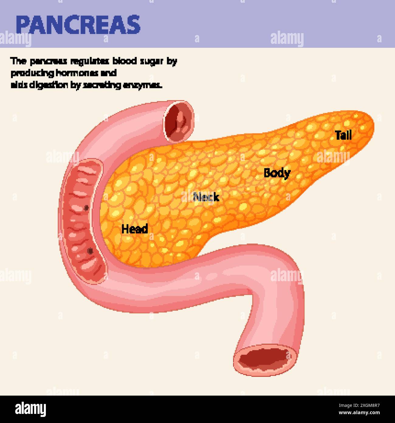 Pancreas exocrine endocrine Banque d'images vectorielles - Alamy