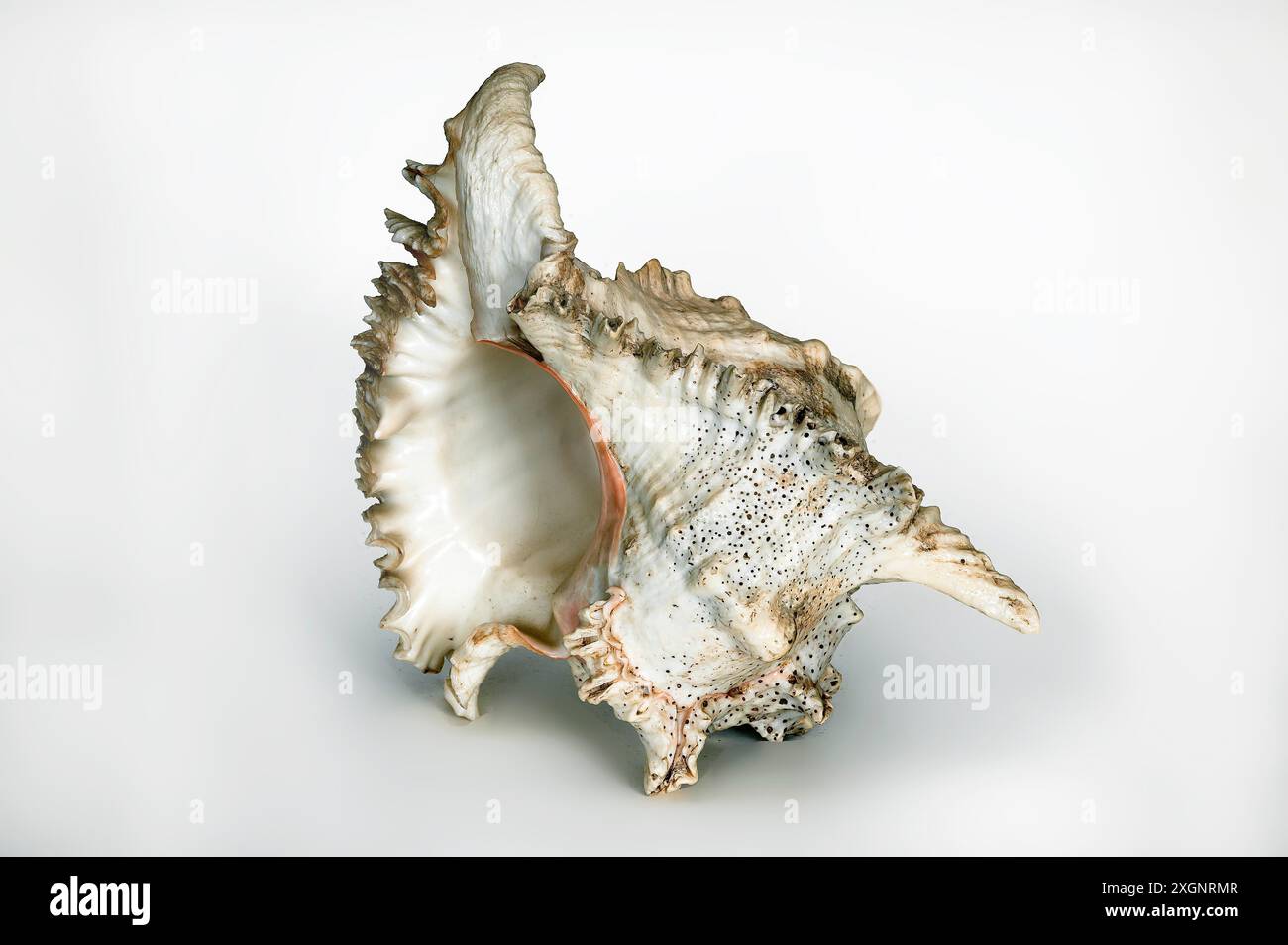 Murex chicoreus ramosus Banque de photographies et d’images à haute ...