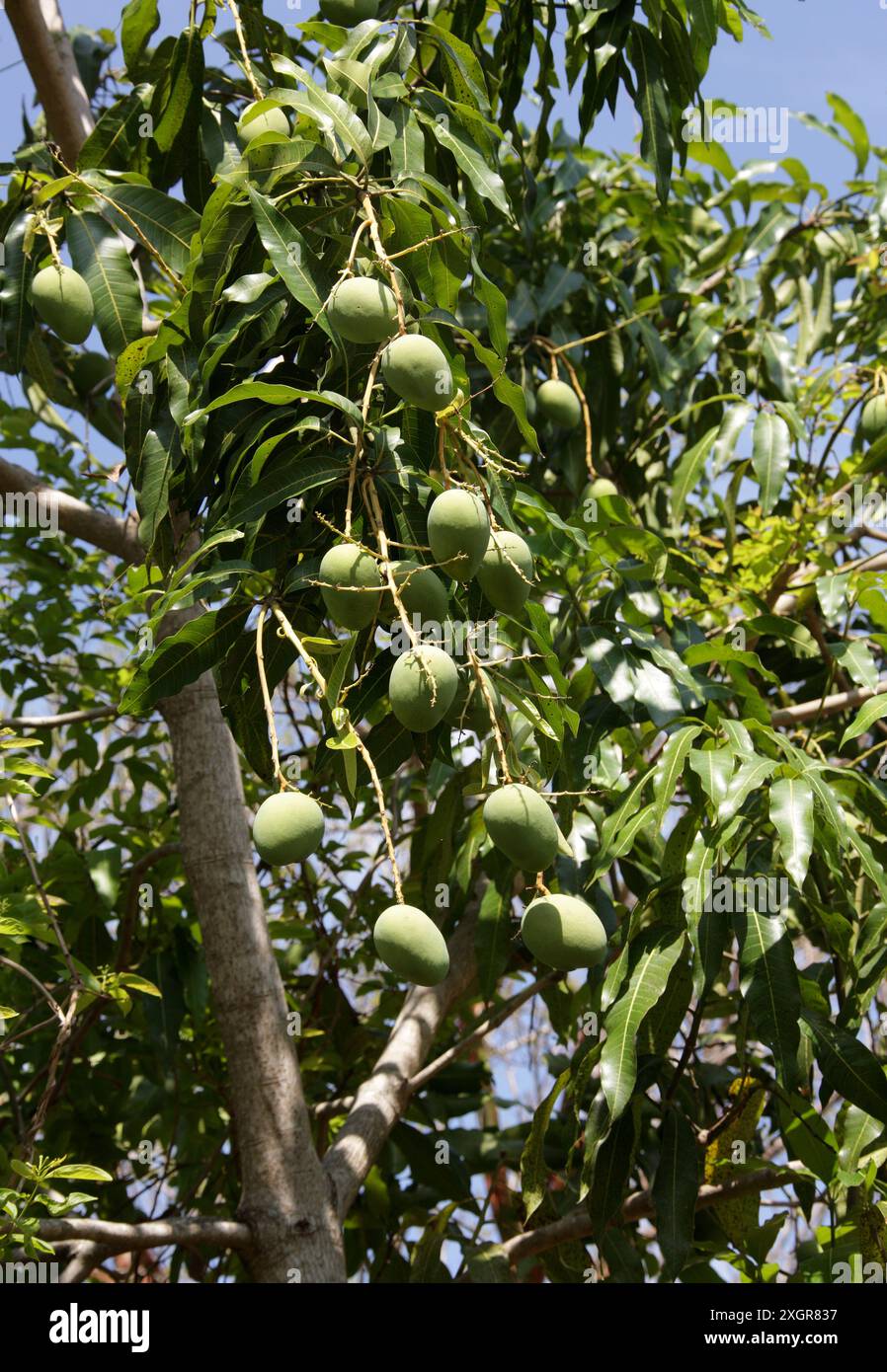 Cuba mango tree fruits Banque de photographies et d’images à haute ...
