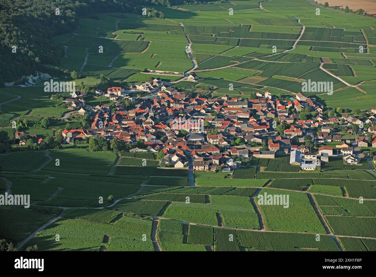 Vignes montagne de reims champagne ardenne route des vins Banque de ...