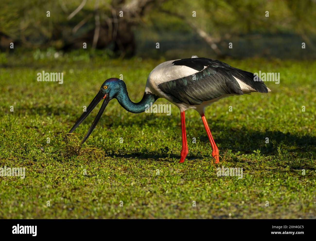 Oiseaux noirs pattes rouges Banque de photographies et d’images à haute ...