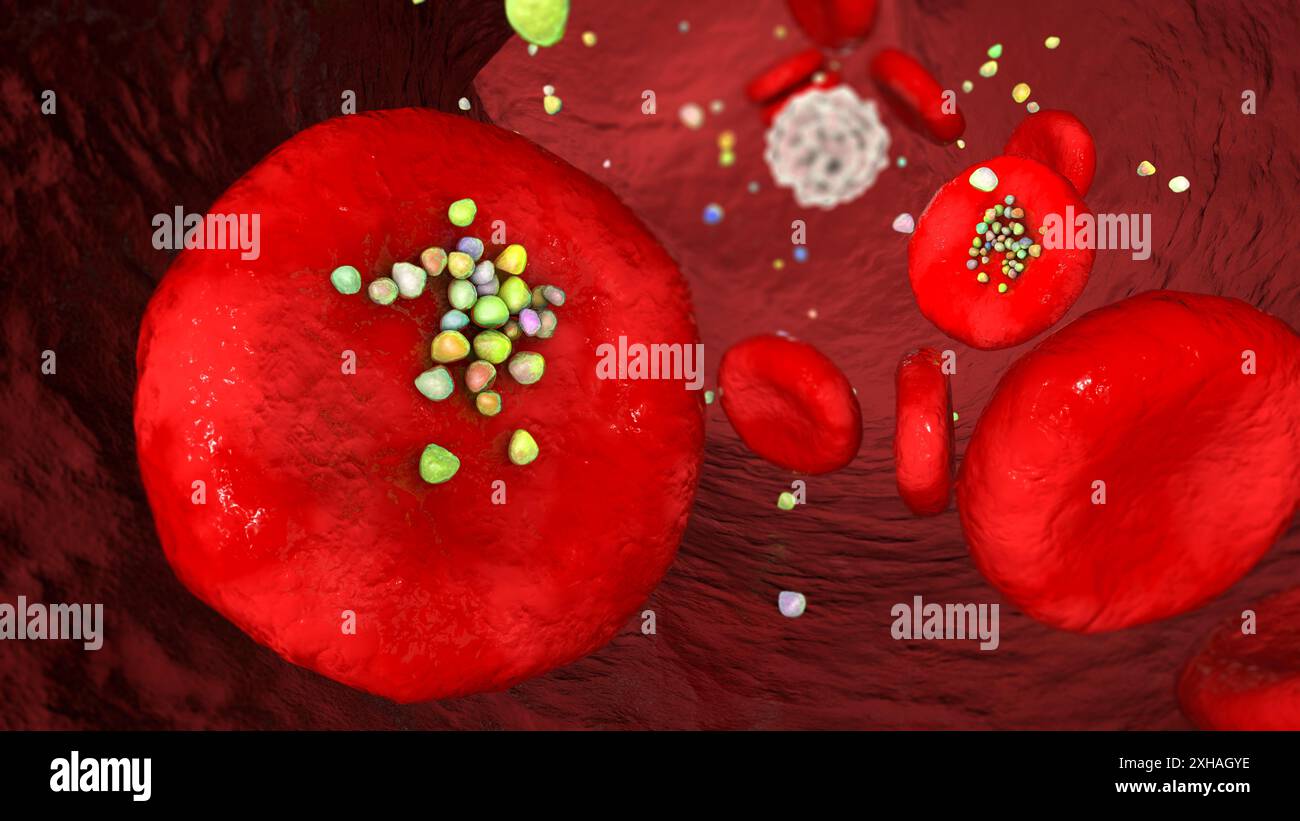 érythrocytes avec microparticules de plastique Banque de photographies ...