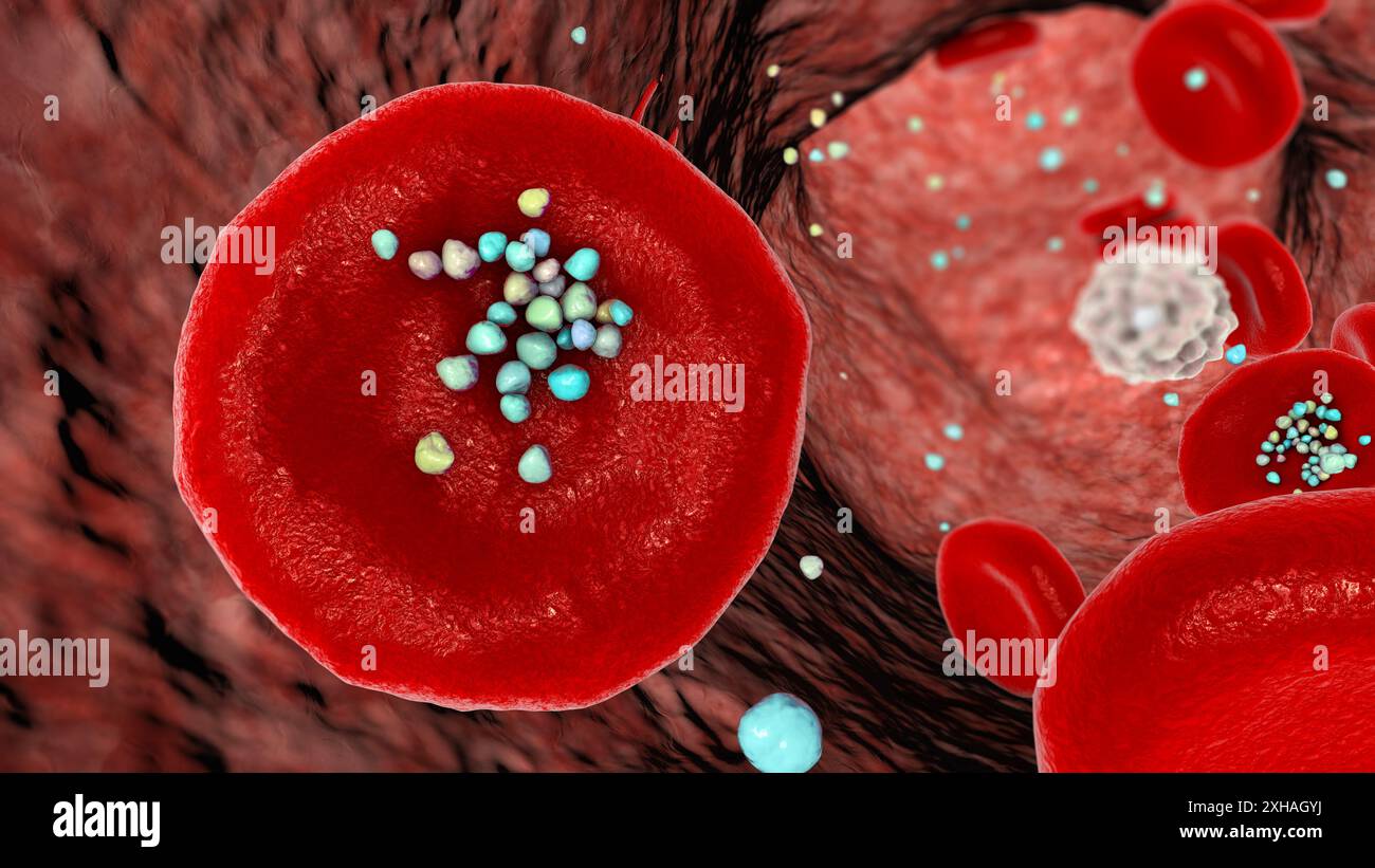 érythrocytes avec microparticules de plastique Banque de photographies ...