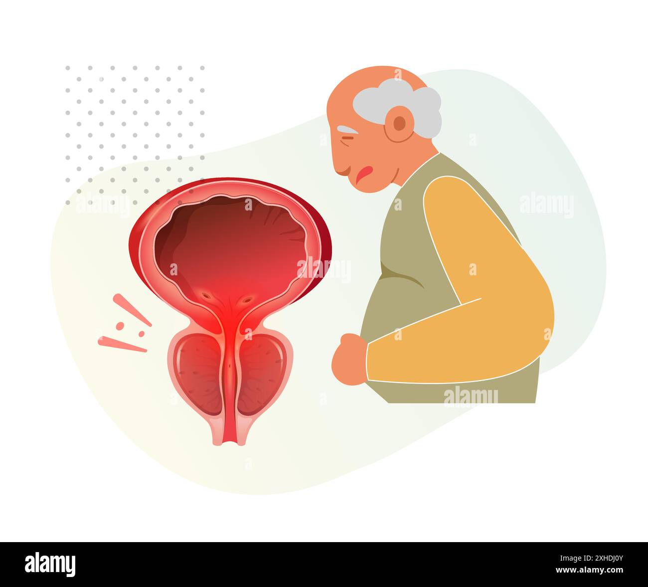Diagramme d'anatomie de la prostate Banque de photographies et d’images à haute résolution - Alamy