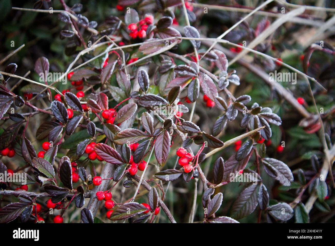 Arbuste aux fruits rouges Banque de photographies et d’images à haute ...