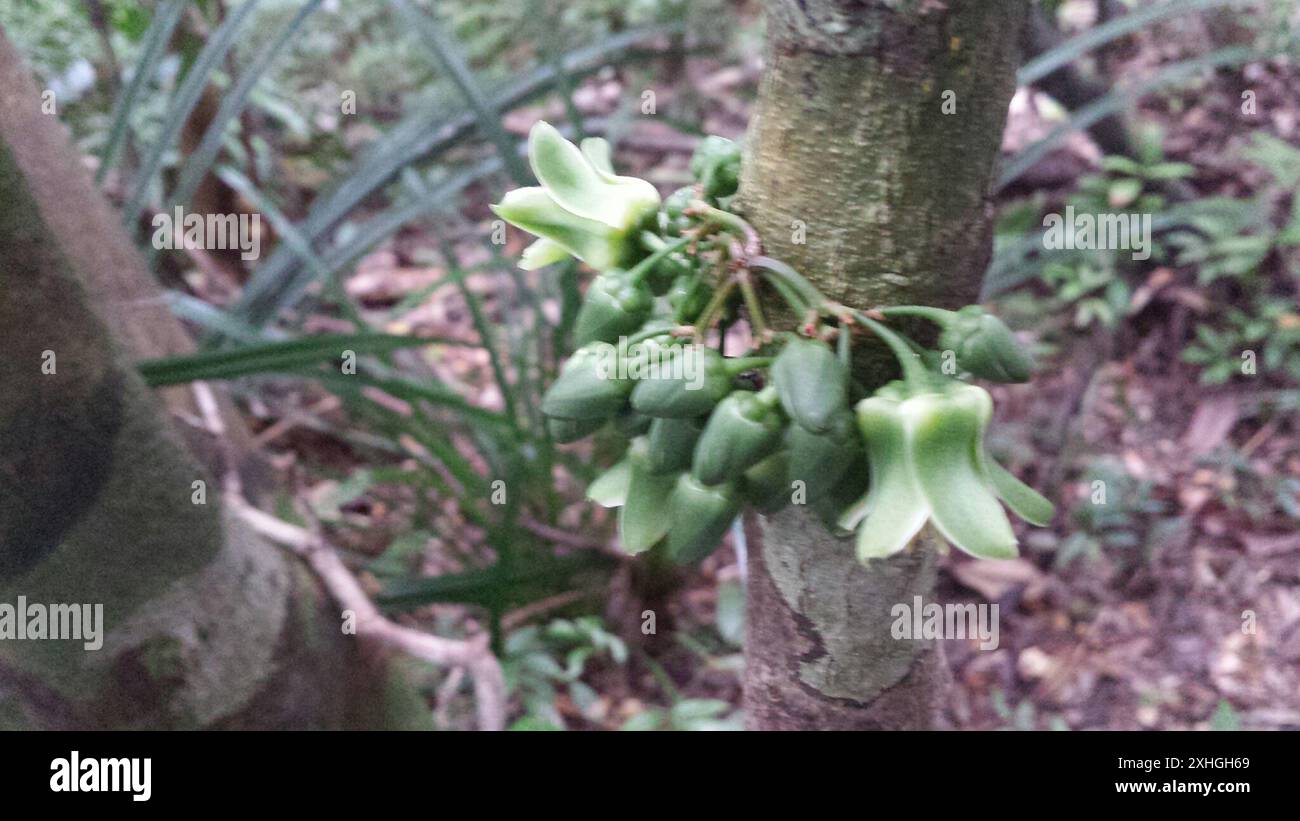 Brexia madagascariensis Banque de photographies et d’images à haute ...