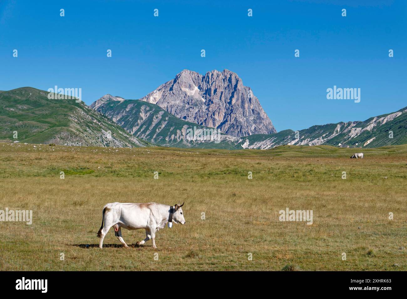 Vaches dans le paysage montagneux autour du haut plateau Campo ...