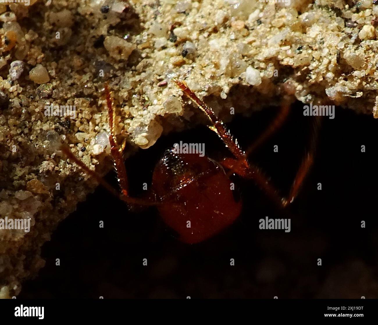 Pogonomyrmex maricopa Banque de photographies et d’images à haute ...
