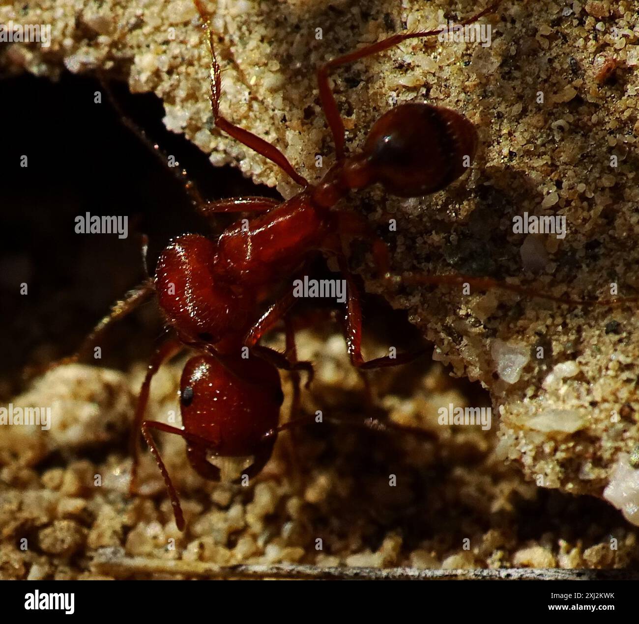 Pogonomyrmex maricopa Banque de photographies et d’images à haute ...