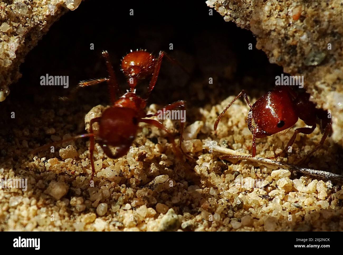 Pogonomyrmex maricopa Banque de photographies et d’images à haute ...