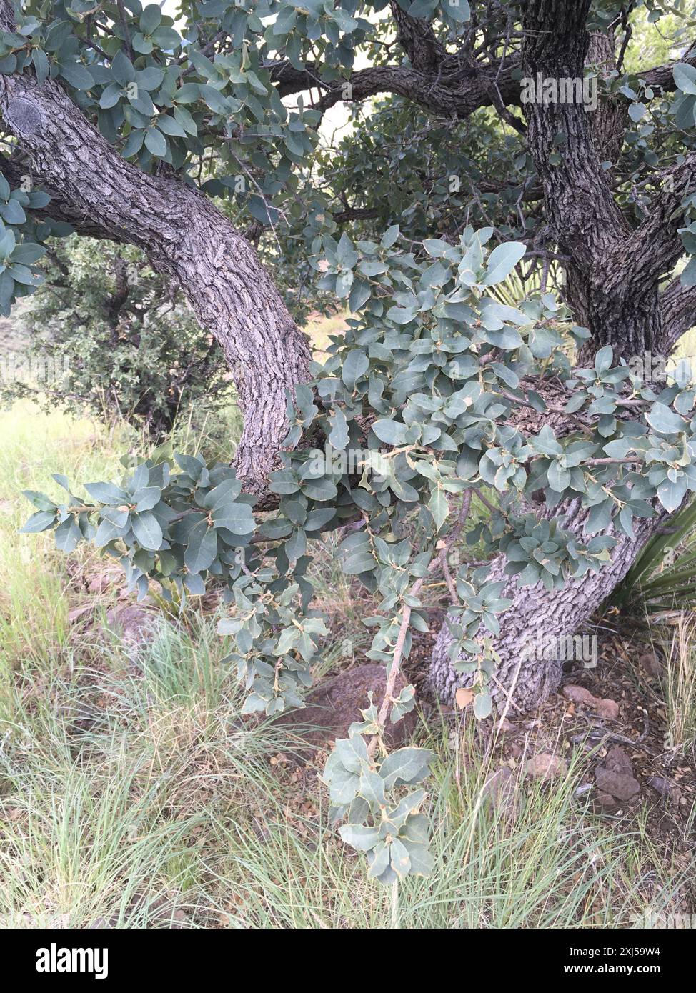 Quercus grisea Banque de photographies et d’images à haute résolution ...