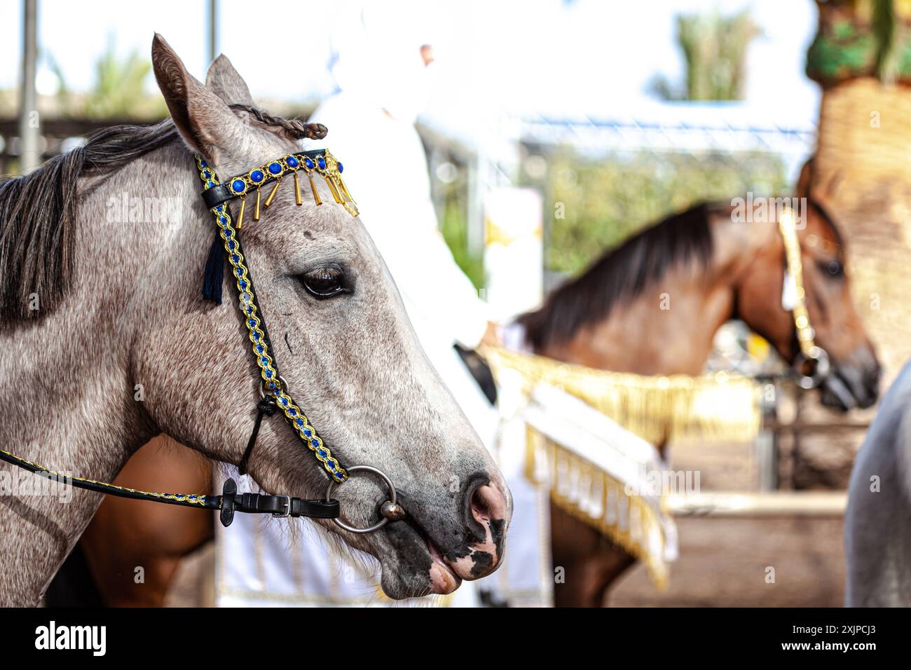 Cavalier arabe Banque de photographies et d’images à haute résolution ...