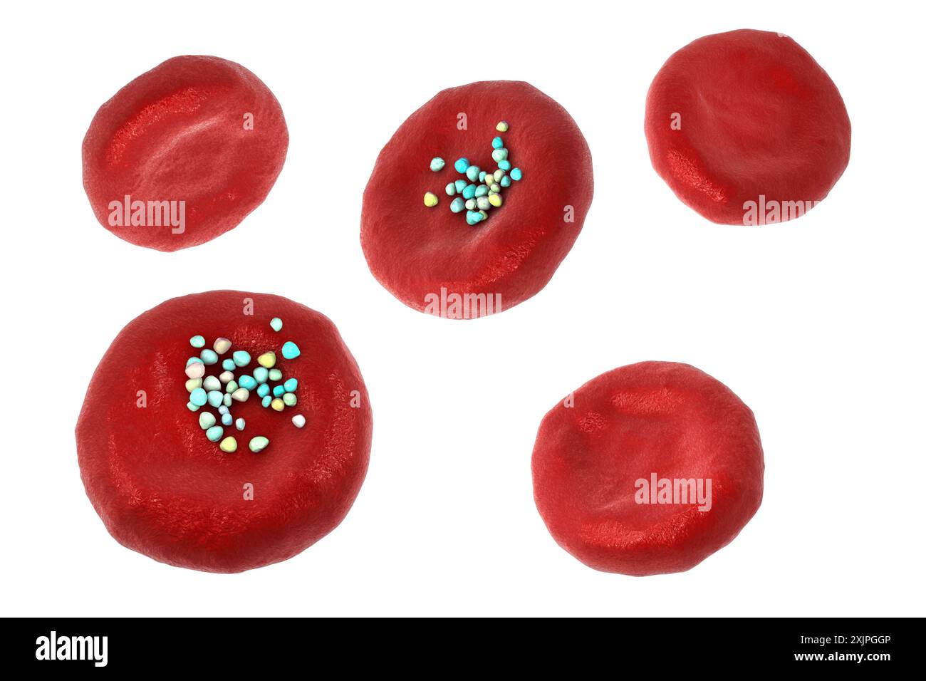 érythrocytes avec microparticules de plastique Banque de photographies ...