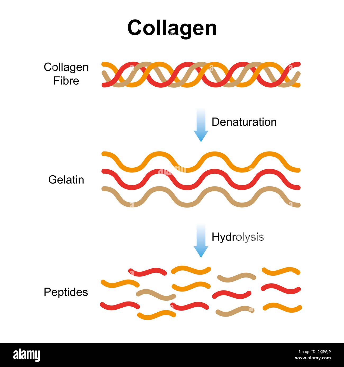 Collagen protein structure Banque de photographies et d’images à haute ...