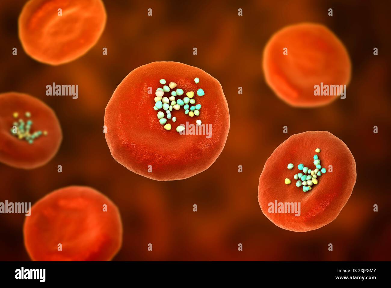 érythrocytes avec microparticules de plastique Banque de photographies ...