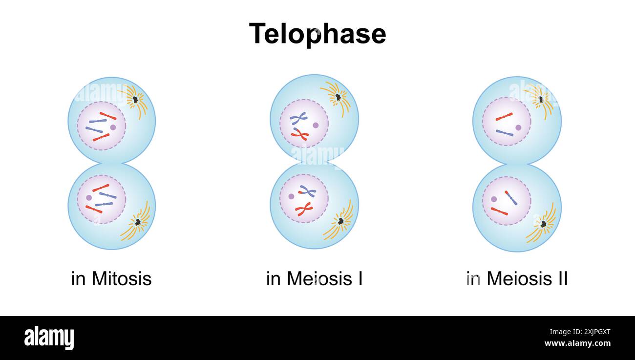 Mitosis telophase Banque d'images détourées - Alamy