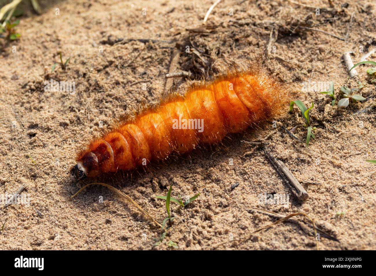 La larve du grand coléoptère brun à longue corne est massive. Avec des ...