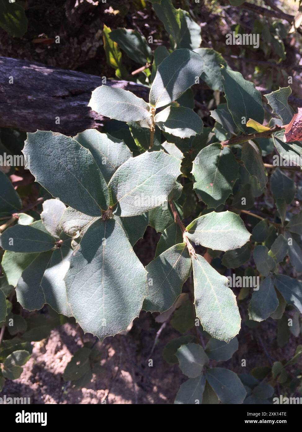 Quercus grisea Banque de photographies et d’images à haute résolution ...