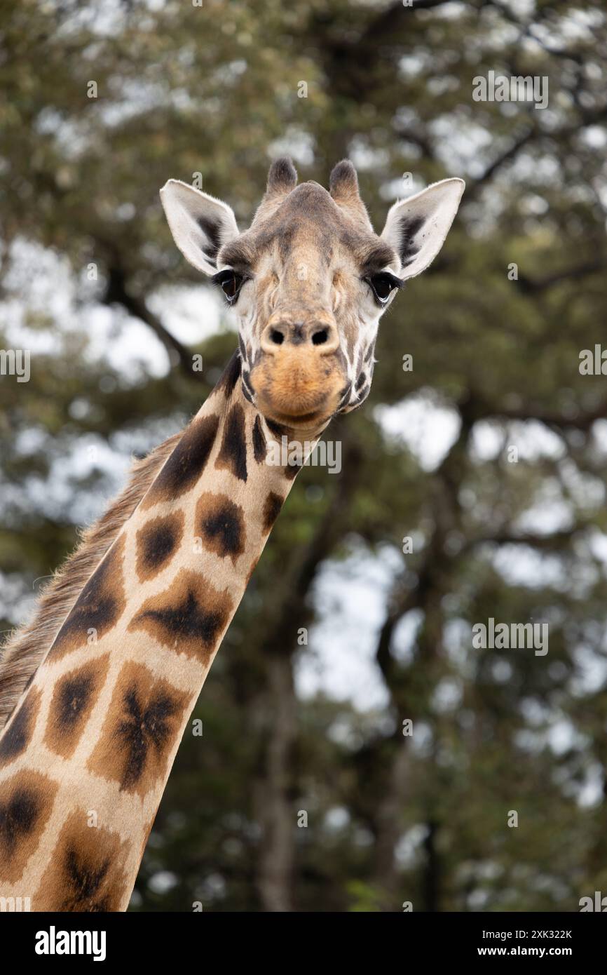 Giraffe manor Banque de photographies et d’images à haute résolution ...