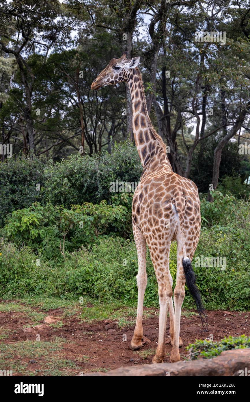 Giraffe manor Banque de photographies et d’images à haute résolution ...