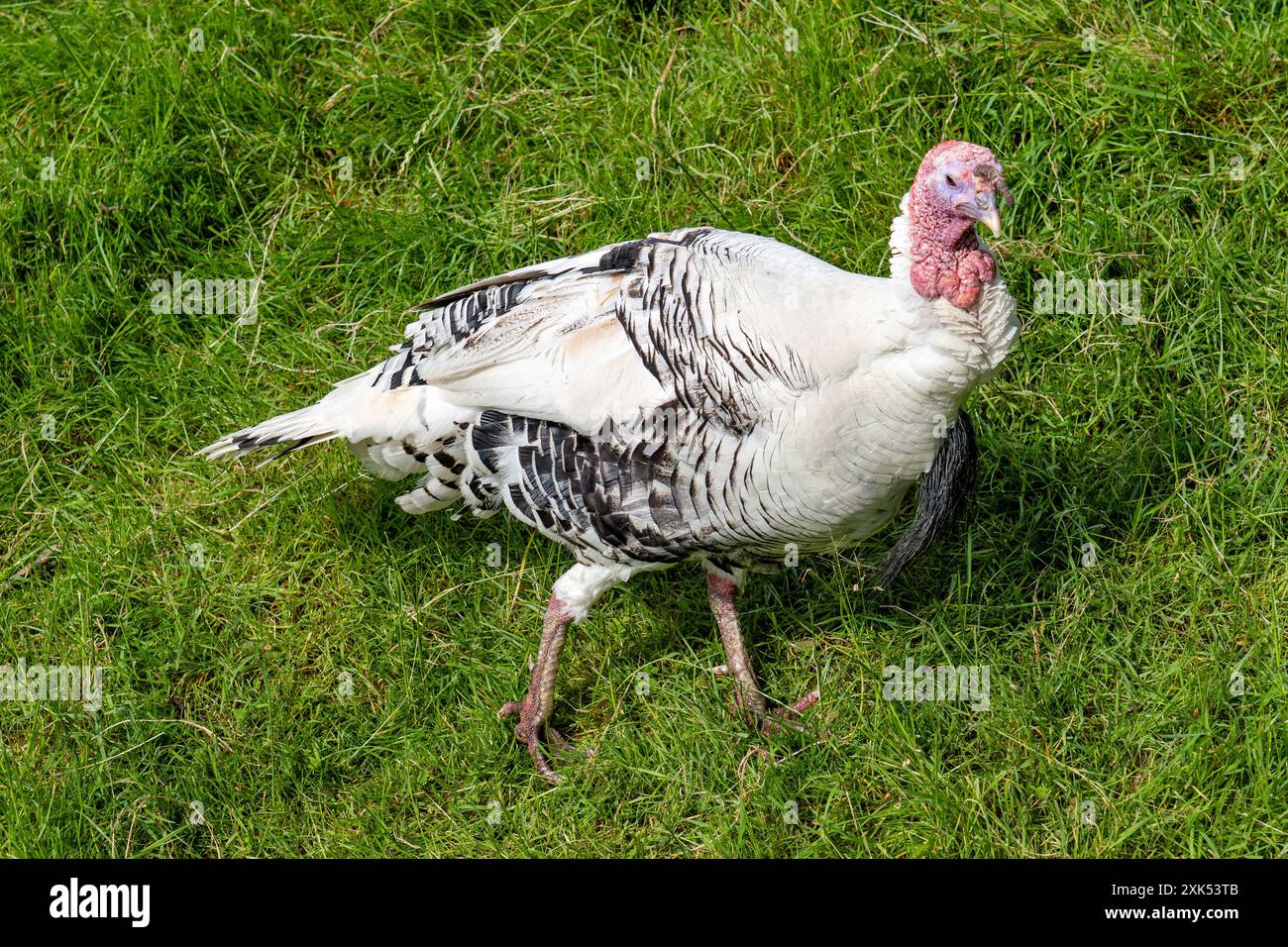 Crollwitz turquie Banque de photographies et d’images à haute ...