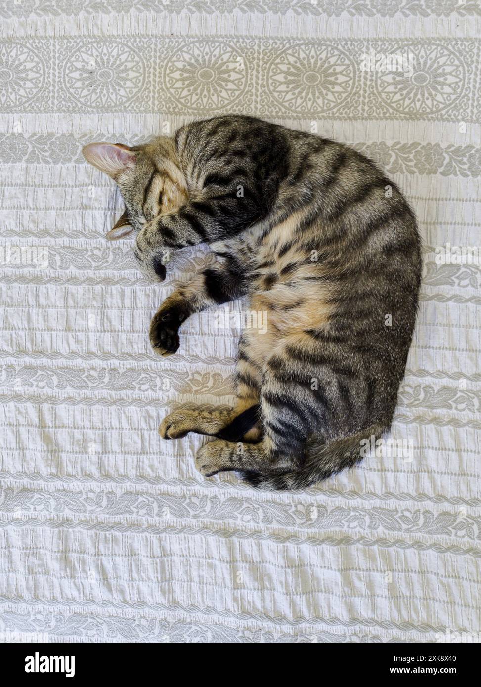 Chat dormant sur le lit de ses propriétaires couvrant son visage avec ...