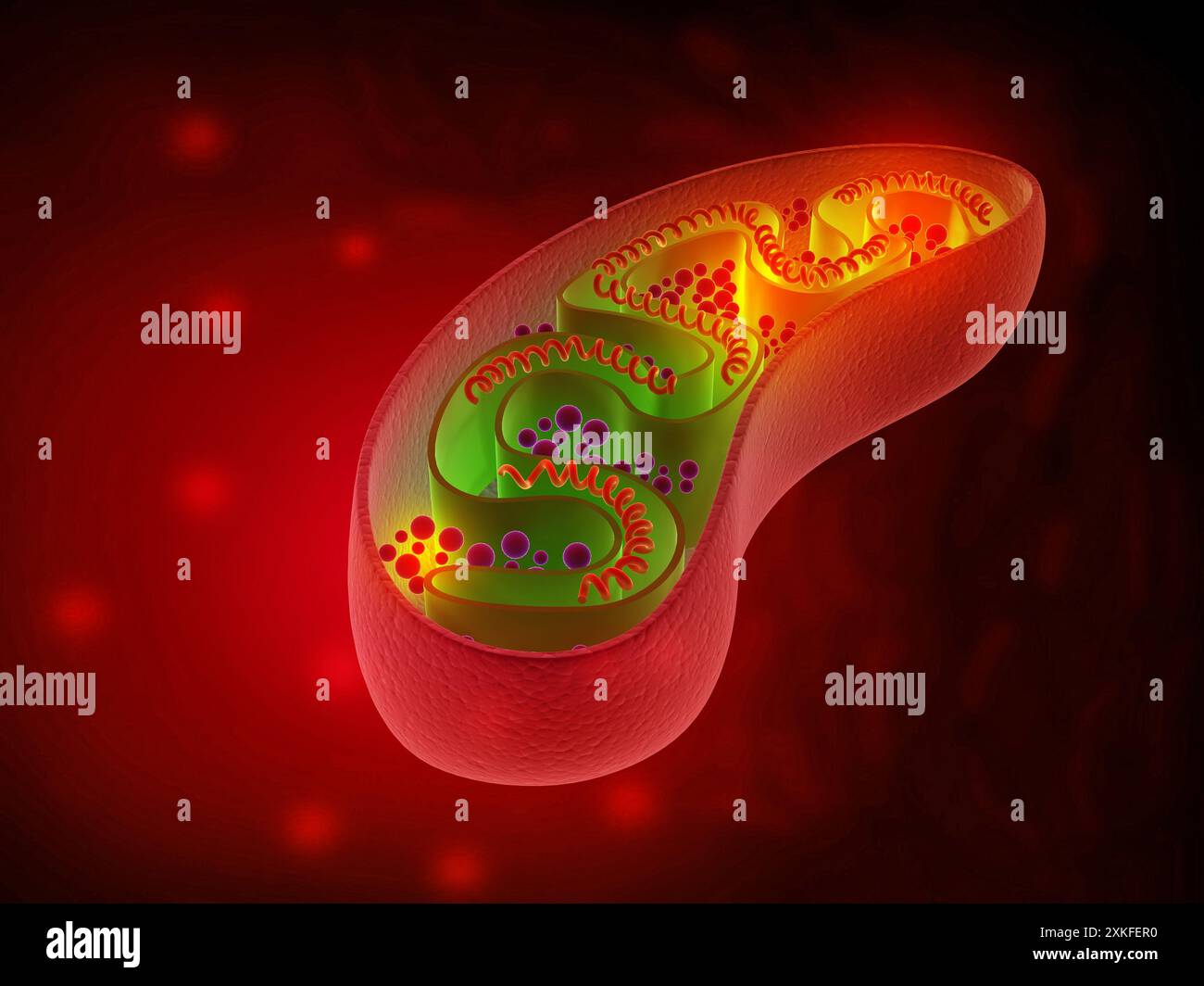 Anatomie mitochondrie Banque de photographies et d’images à haute résolution - Alamy