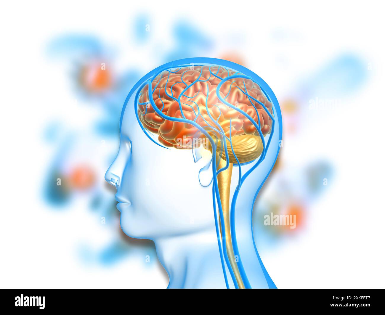 Anatomie de la tête humaine Banque de photographies et d’images à haute ...