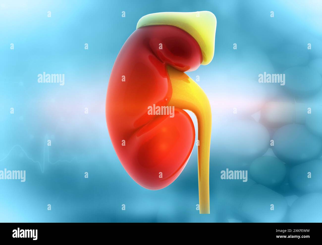 Anatomie des reins Banque de photographies et d’images à haute ...