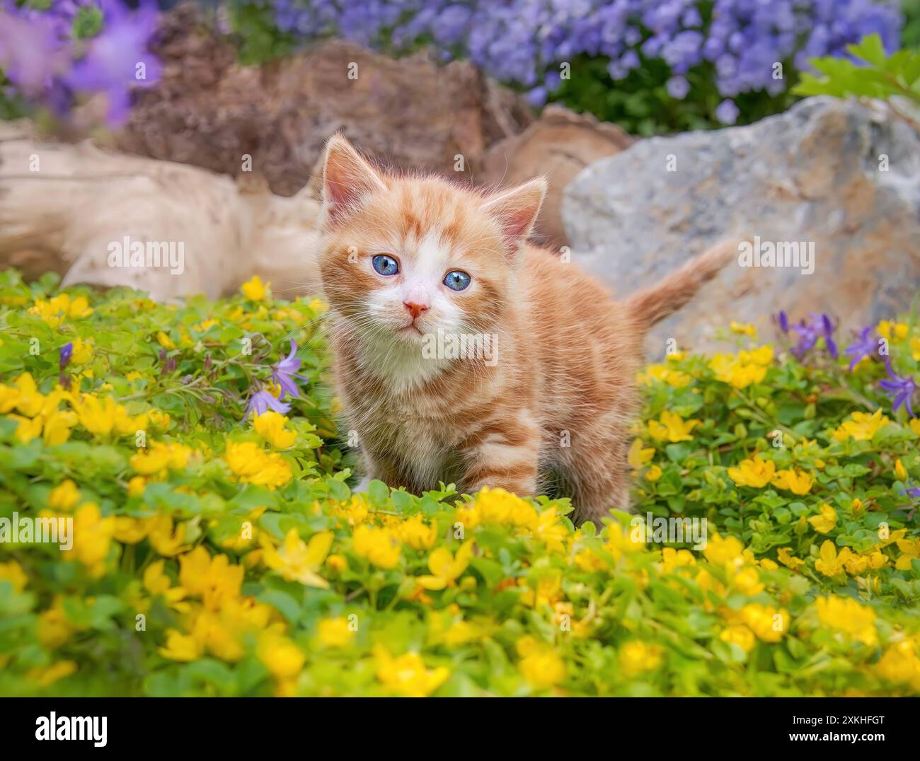 Chat blanc aux yeux bleus et jaunes Banque de photographies et d’images à haute résolution - Alamy