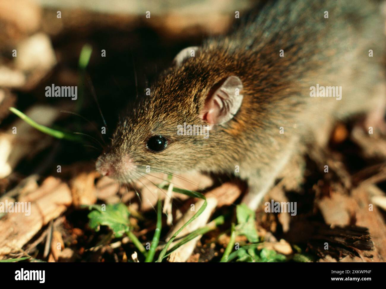 Rat head Banque de photographies et d’images à haute résolution - Alamy