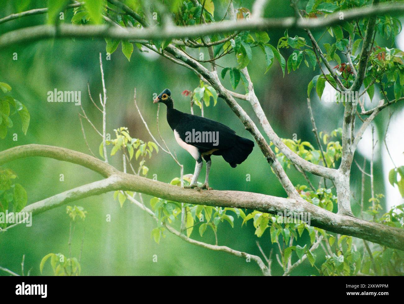Mégapode maléo Banque de photographies et d’images à haute résolution ...