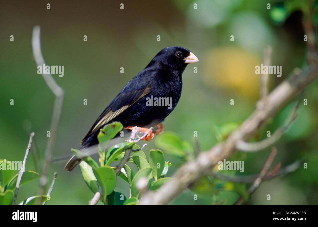 Black finch Banque de photographies et d’images à haute résolution - Alamy