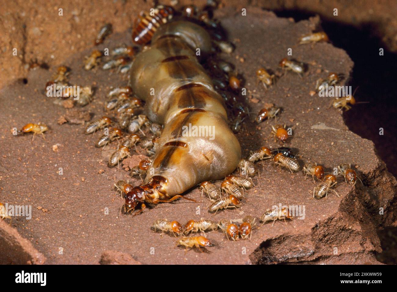 Colonie de termites Banque de photographies et d’images à haute ...