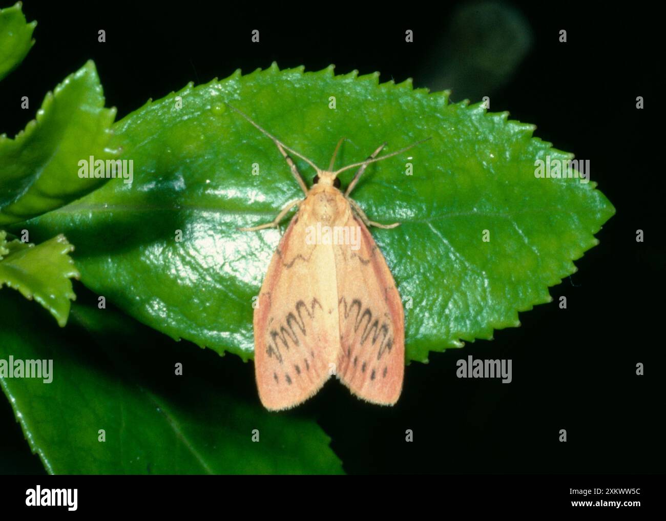Footman moth Banque de photographies et d’images à haute résolution - Alamy