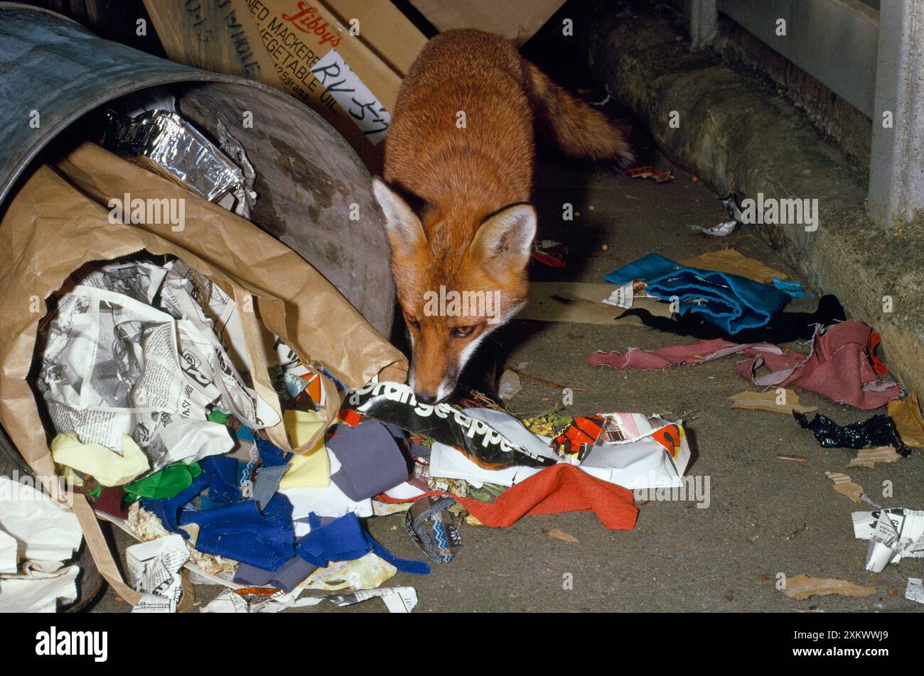 Fox scavenging garbage Banque de photographies et d’images à haute ...