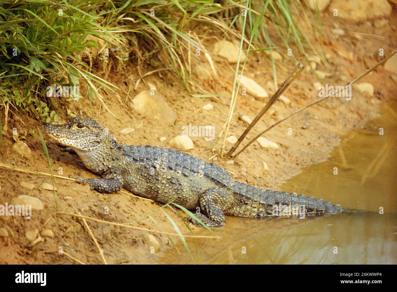 Chinese alligator alligator sinensis Banque de photographies et d ...