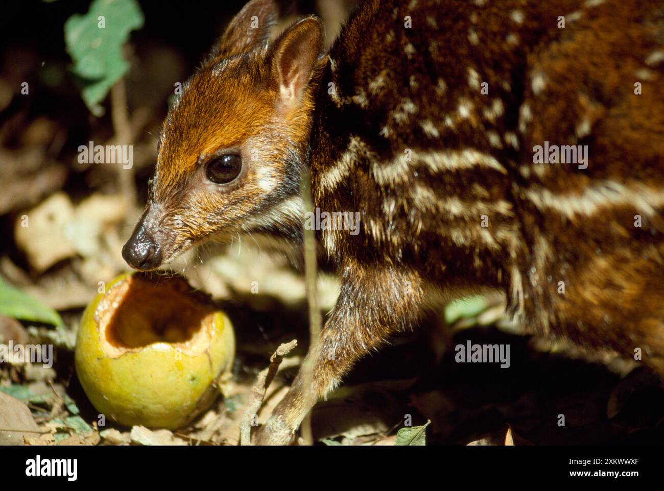 Mouse deer chevrotain Banque de photographies et d’images à haute ...