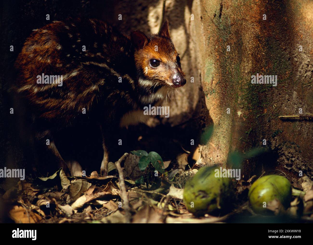 Mouse deer chevrotain Banque de photographies et d’images à haute ...