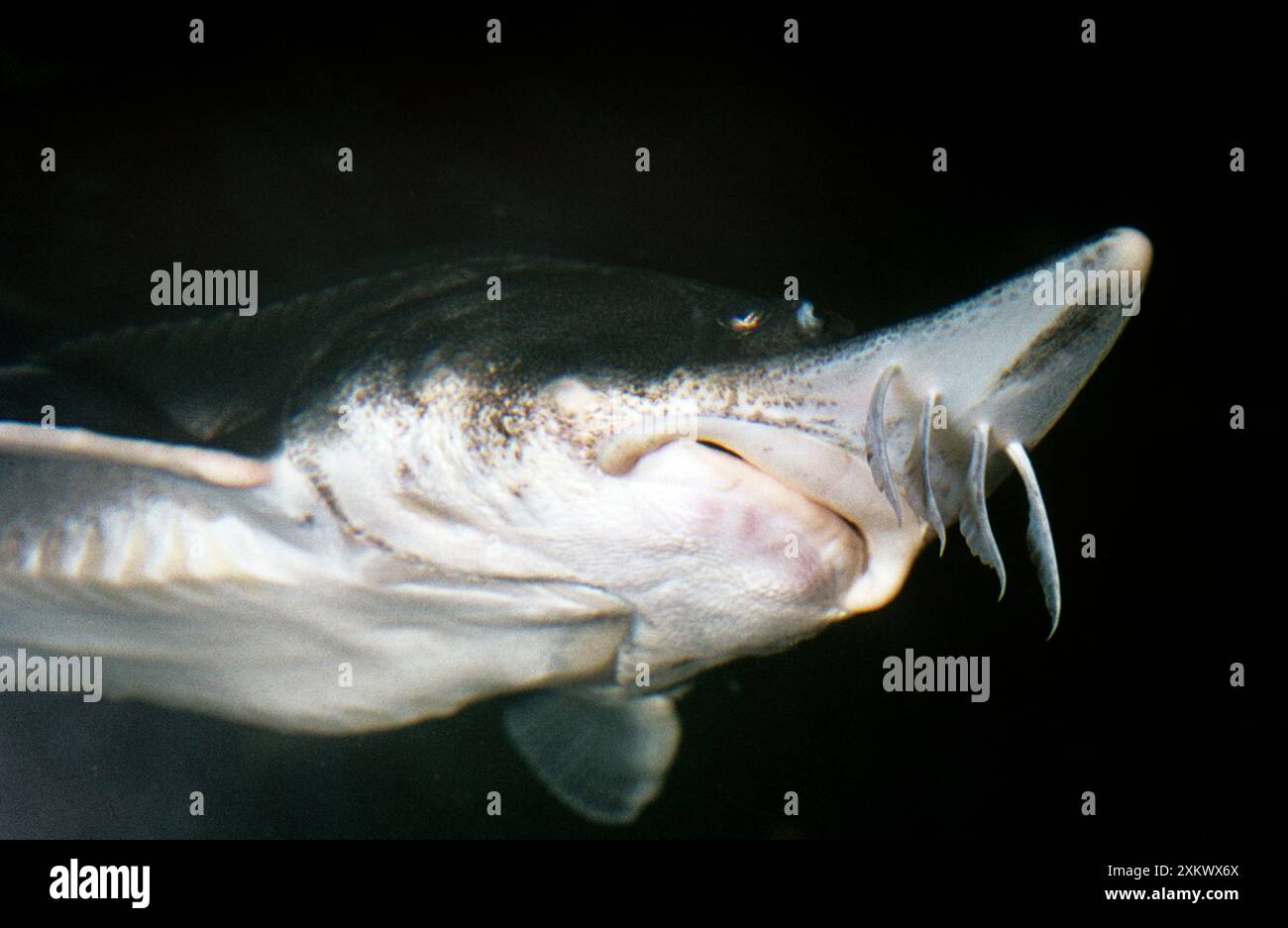 Esturgeon jaune Banque de photographies et d’images à haute résolution ...