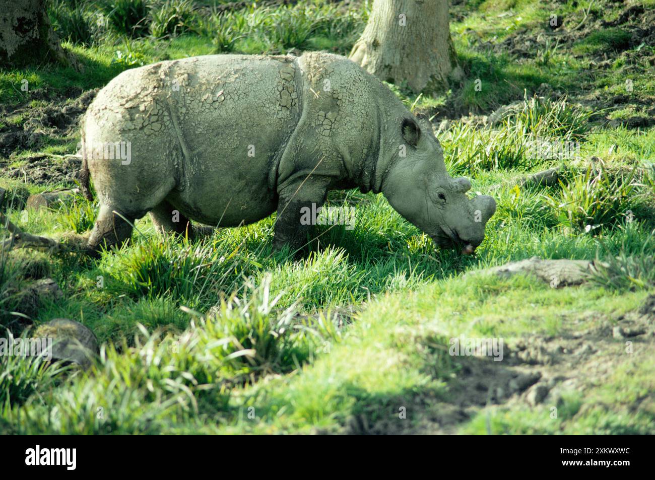 Sumatran rhinoceros Banque de photographies et d’images à haute ...