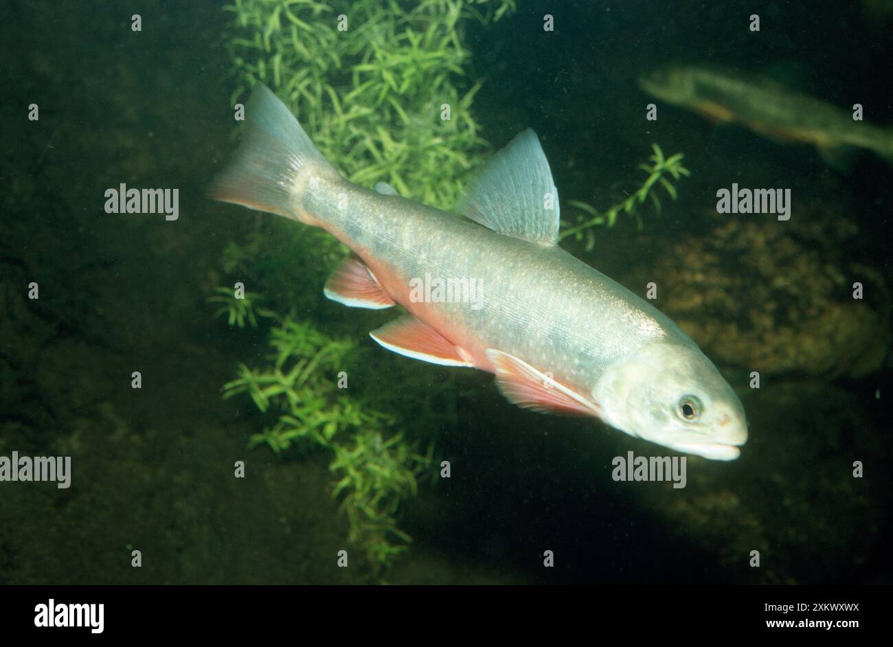 Arctic char salvelinus alpinus Banque de photographies et d’images à ...