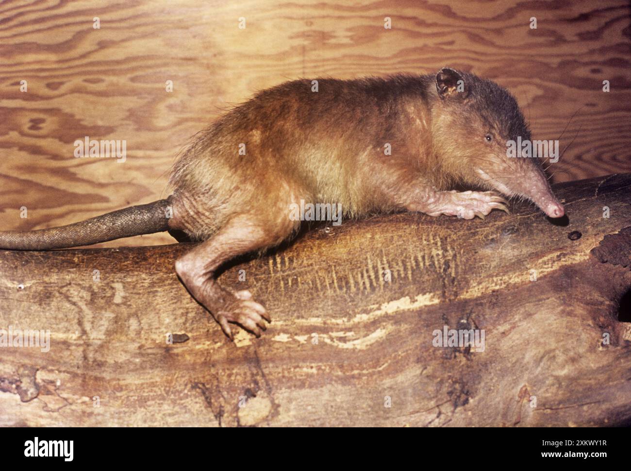 Solenodon paradoxus Banque de photographies et d’images à haute ...