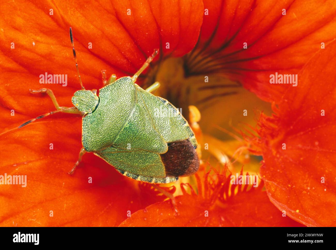 Punaise commune Banque de photographies et d’images à haute résolution ...