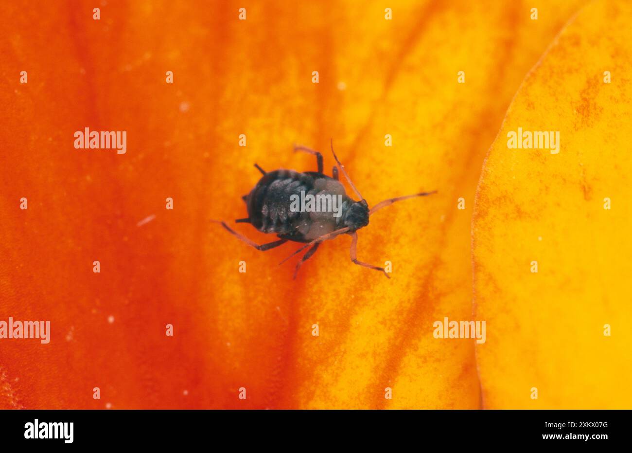 Pucerons de simulie Banque de photographies et d’images à haute ...