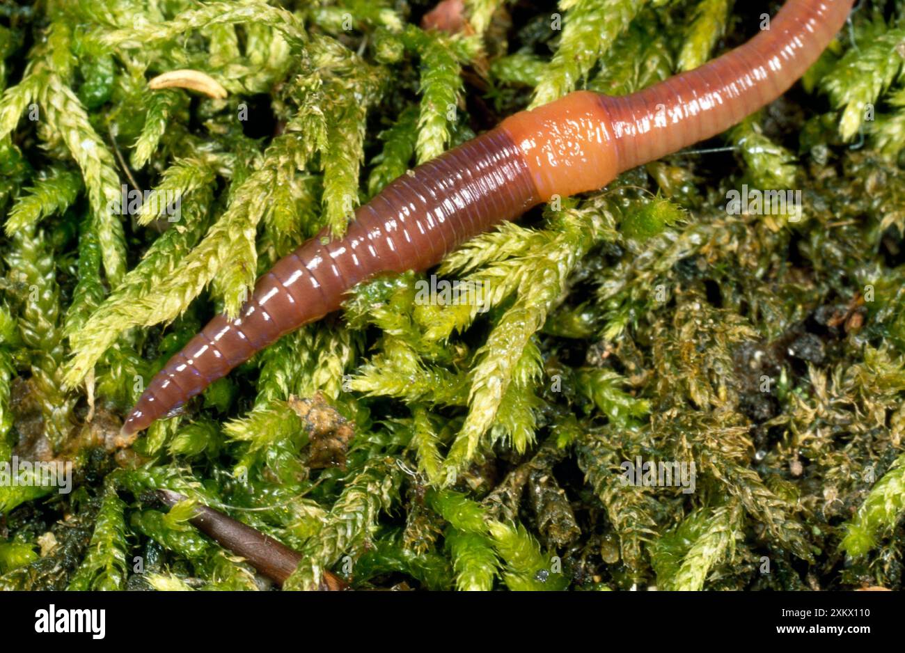 Anatomie du ver de terre Banque de photographies et d’images à haute ...